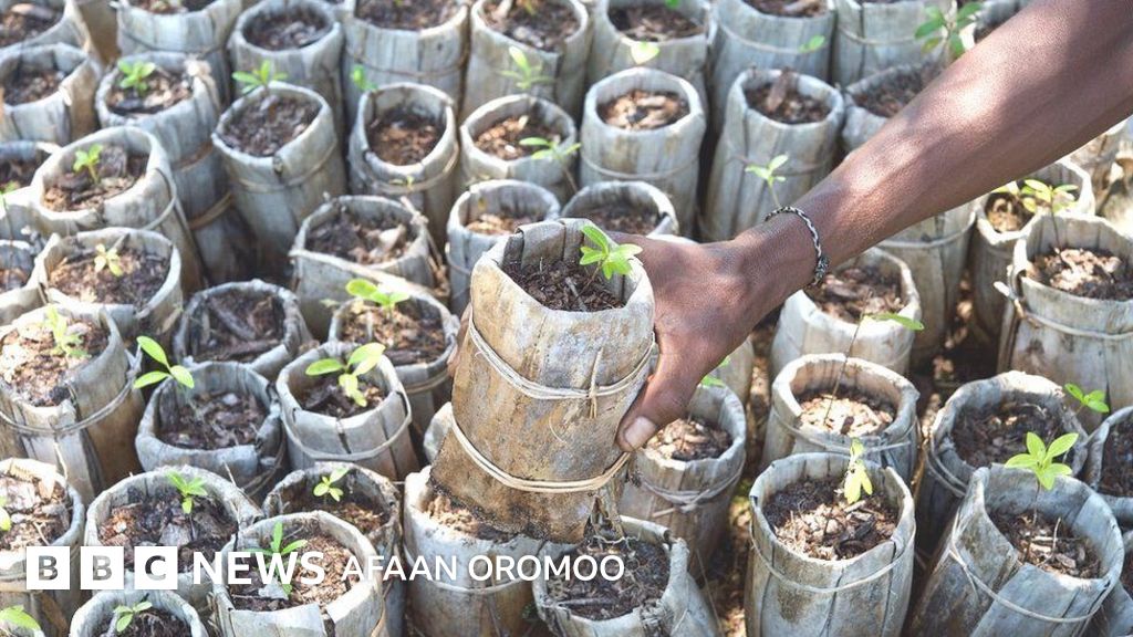 Biqiltuu dhaabuu ilaalchisee gorsa saayintistootaa murteessoo kudhan ...