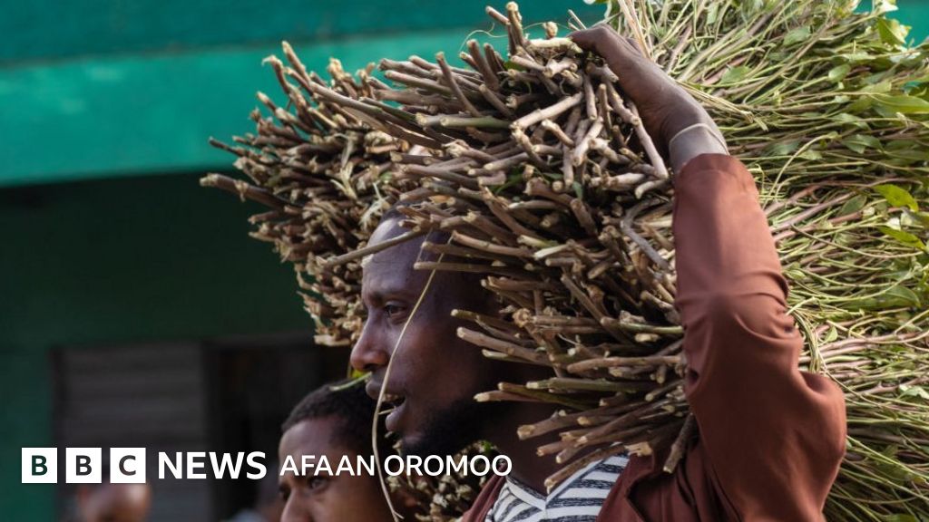 Dr Zarihuun Mahaammad: Jimaa dhorkuun gonkumaa waan danda'amu miti ...