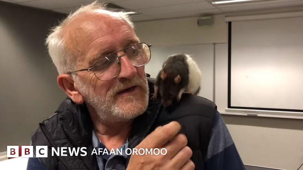 Poolisiin hantuuta baddee turte argee abbaasaatti deebise - BBC News ...