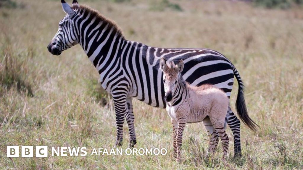 Keeniyaatti Harree diidoon gogaa bifa warqee qabdu argamte - BBC News ...