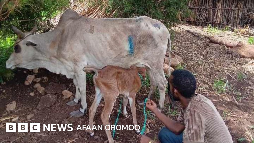 'Horii garaa baqaqsee wal'aanee yeroo fayyitu abbaa horii caalaan ...