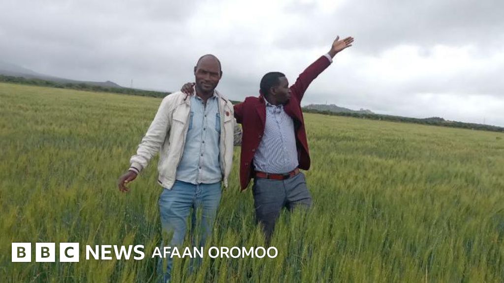 'Kanaan dura lafa qotuu suuraa qofaan argaa turre' - Horsiise bultoota ...