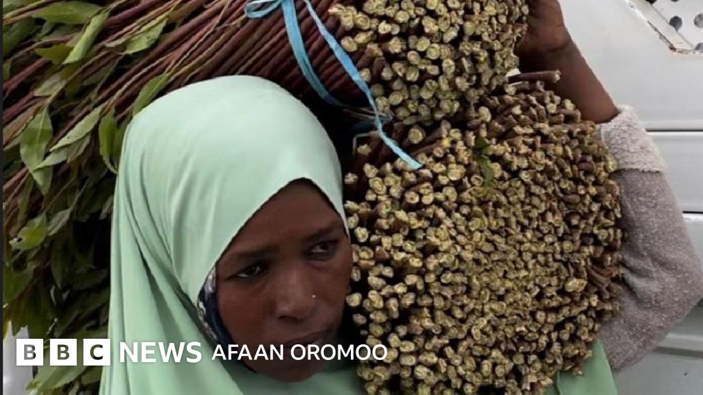 Rakkoo gabaa jimaafi komii qonnaan bultoota Harargee - BBC News Afaan ...