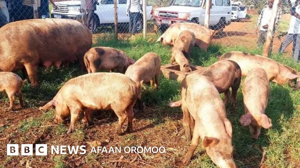 Barnoota: Manni kitaabaa Dambi Doolloo 'bakka horsiisa lukkuufi booyyee ...