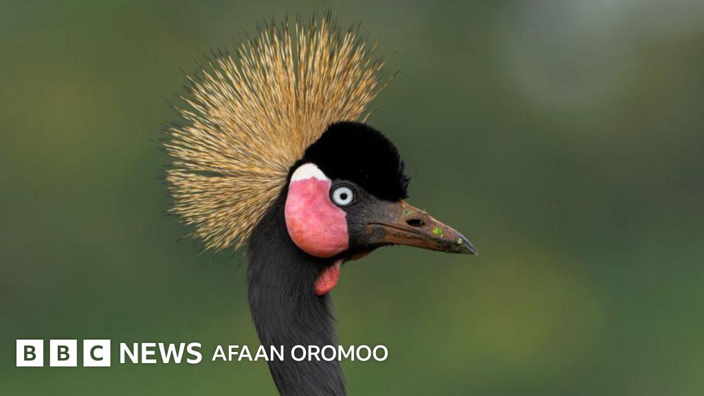 Lammii Itoophiyaa hojii isaa dhiisee simbirroo gaadee suuraa kaasu ...