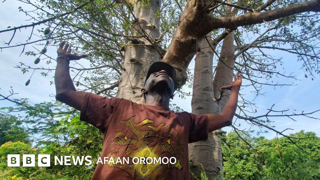 Lammii Senegaal waggaa shanitti biqiltuu miliyeena 5 dhaabuuf ...