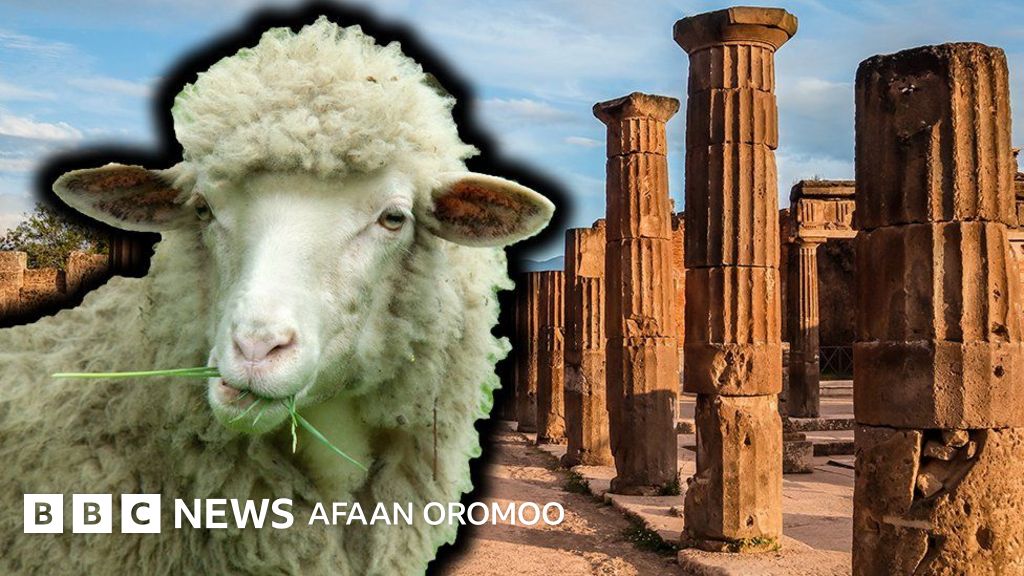 Hoolota marga dheeduun hambaa durii kunuunsan wal baraa - BBC News ...