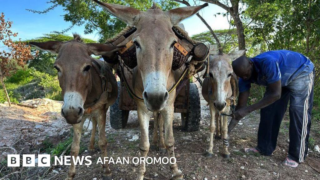 Biyyoota Afrikaatti harree hatuun akkaan dabale - BBC News Afaan Oromoo