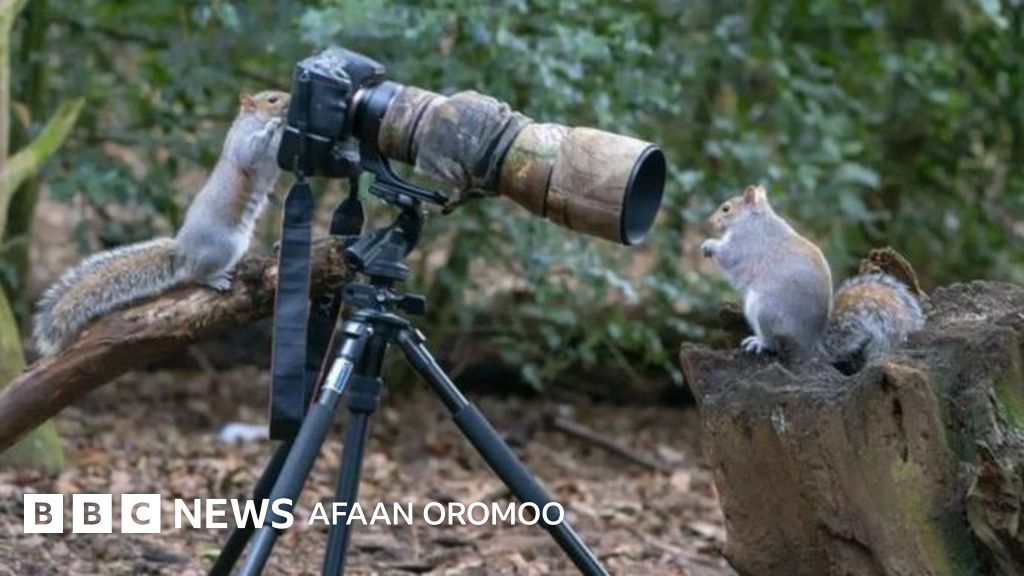 Suuraalee ajaa'ibsiisoo bineensotaa kanneeniin bohaaraa - BBC News ...