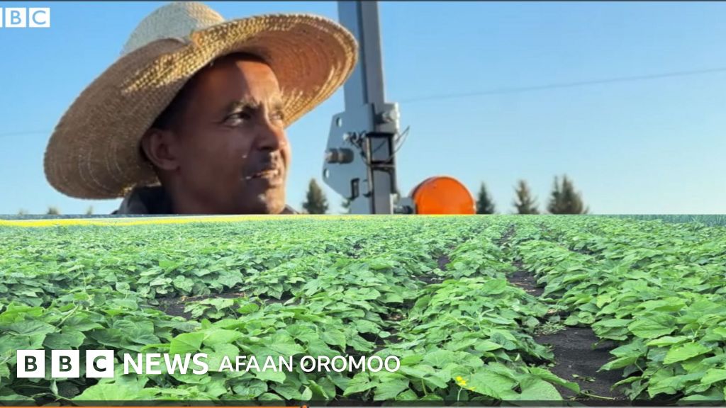 Dhalataa Dambi-Doolloo qonna ancootee Kanaadaatti jalqabee ardii ...