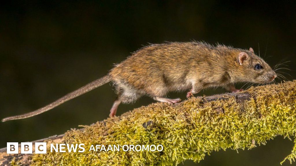Biyya hantuuta balleessuuf waraana banteettu beektuu? - BBC News Afaan ...