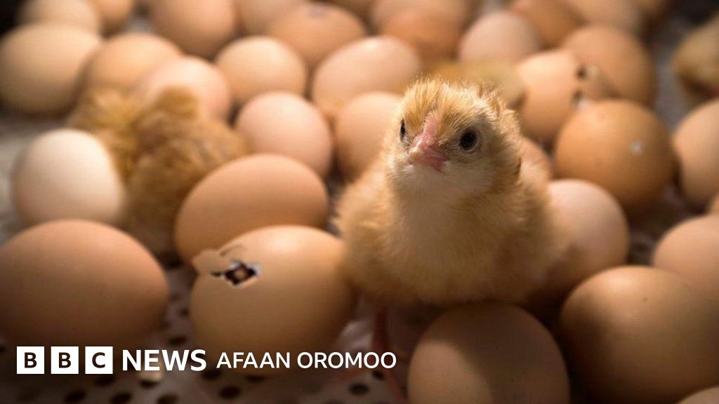 Fayyaa: Dhukkubni lukkuu Itoophiyaatti mudate maali, dhorkaan kaa'ame ...