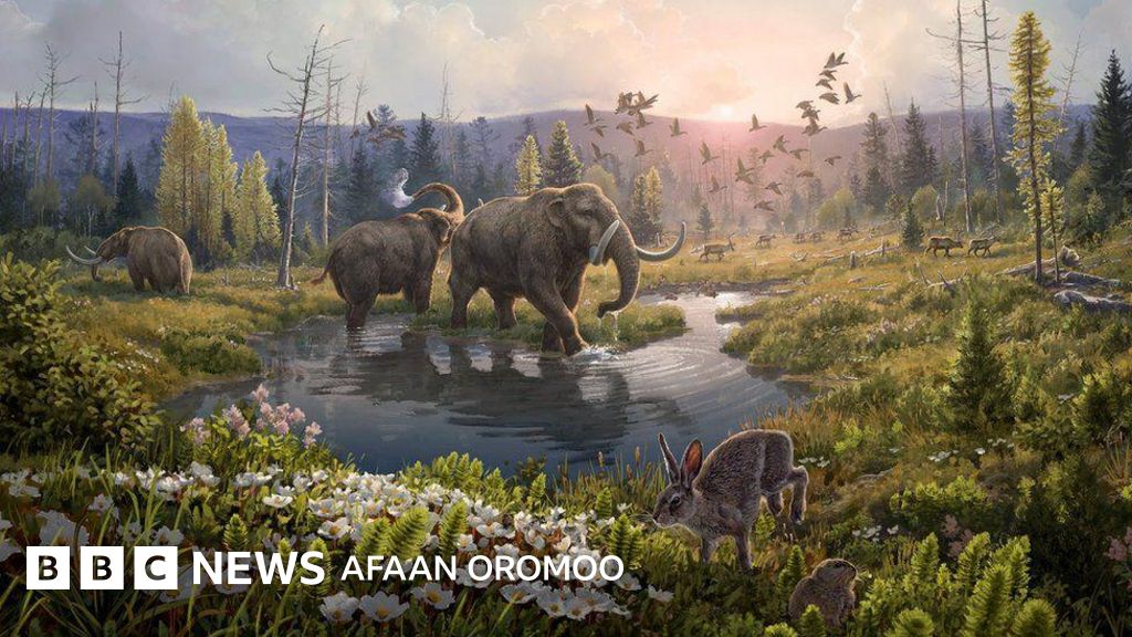 Qorannoon DNA durii addunyaa waggaa miliyeena lama dura bade agarsiise ...