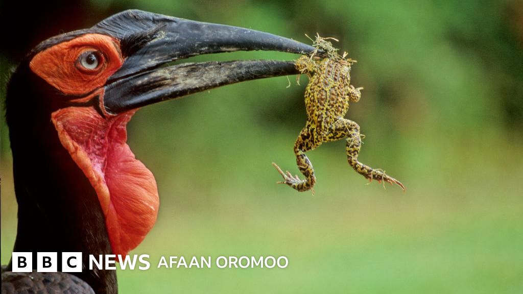 Huummoo fi allaattiiwwan kaan afoola Oromoo waliin hidhata akkamii qabu ...