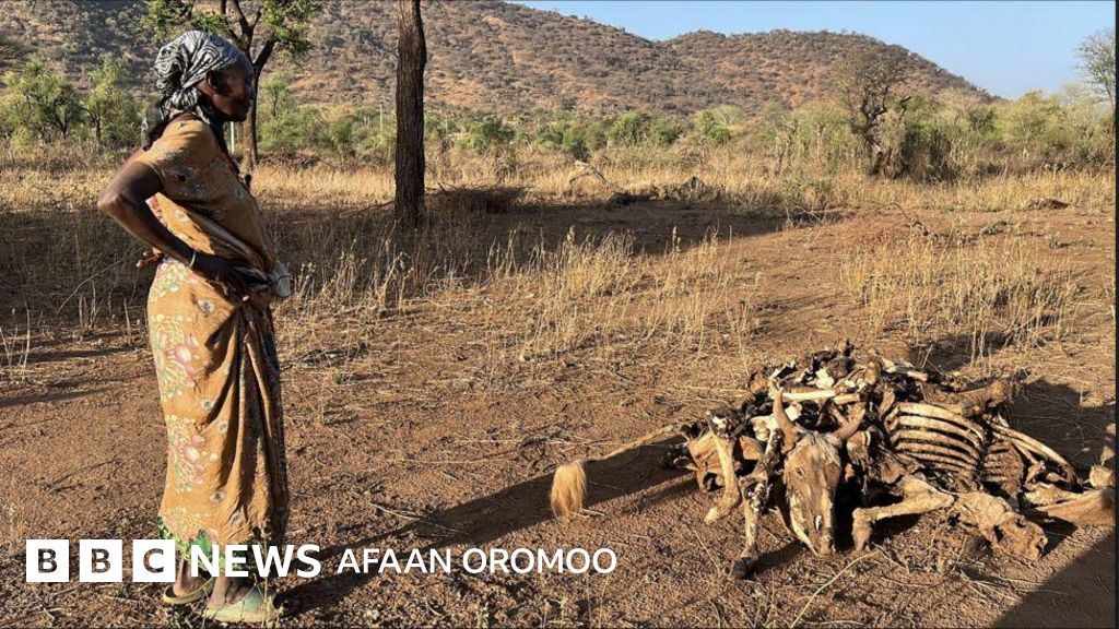 'Ilmi kiyya sababa hanqina nyaataatiin na duraa du'e' - Abbaa Boorana ...