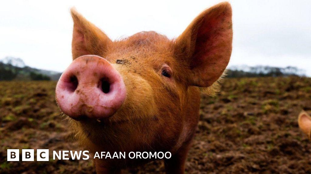 Qaamolee booyyee du’ee sa’atii booda gariin bayyanachiisuun danda’ame ...