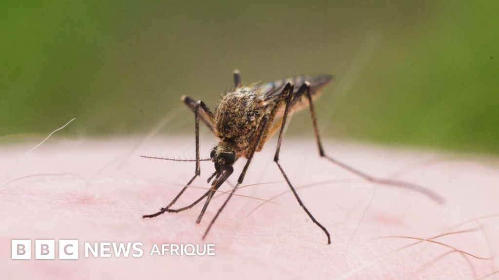 Pourquoi des moustiques OGM ont été libérés au Burkina Faso - BBC News ...