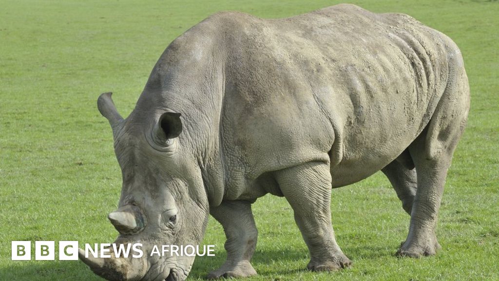 Kenya : le rhinocéros blanc en voie d'extinction - BBC News Afrique