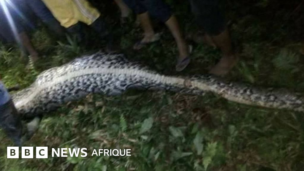 Un python avale un Indonésien - BBC News Afrique