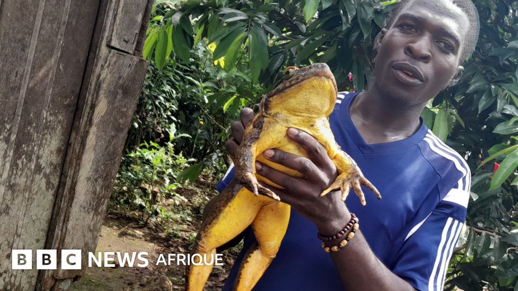 Espèces menacées : le combat d'un Camerounais pour sauver la plus grande grenouille du monde ...