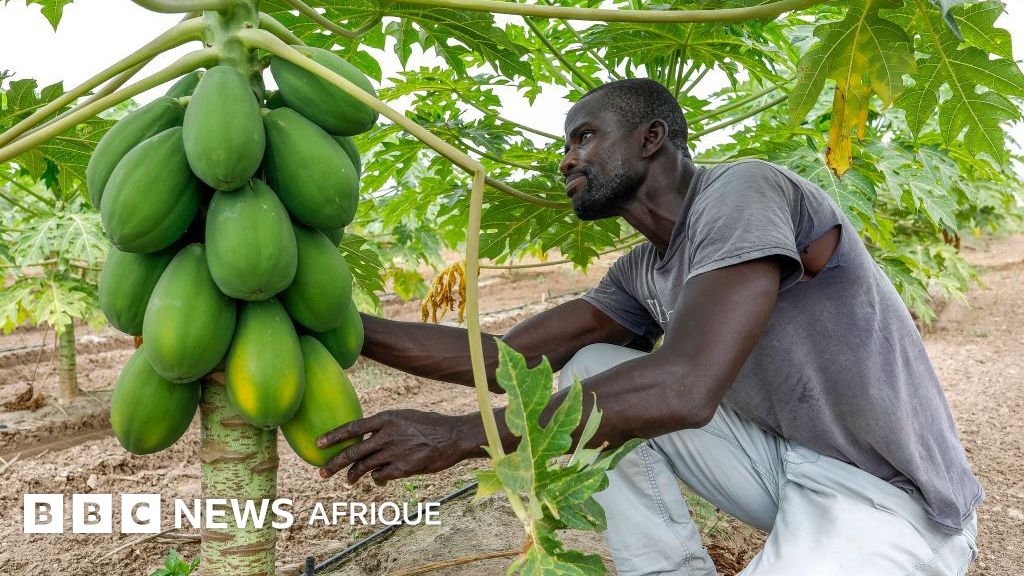 Phosphate de chaux : Le Sénégal peut-il en tirer profit pour stimuler ...
