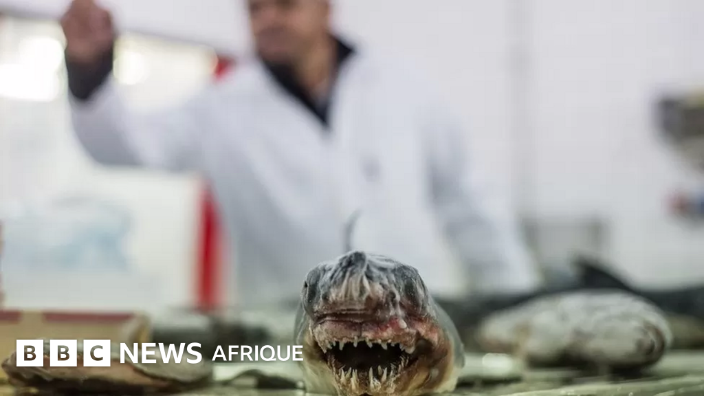 Fishrot : le scandale de corruption qui éclabousse la Namibie et l ...