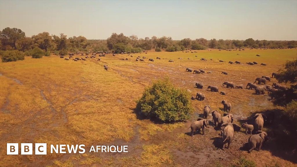 Saving Chad's elephants - BBC News Afrique
