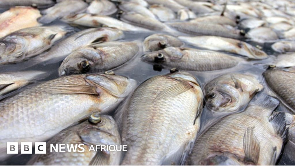 Des poissons morts sur des côtes du Gabon - BBC News Afrique
