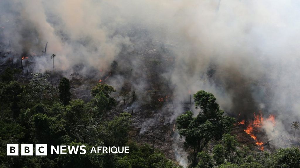 Incendies en Amazonie : Un nombre record de feux dans la forêt ...