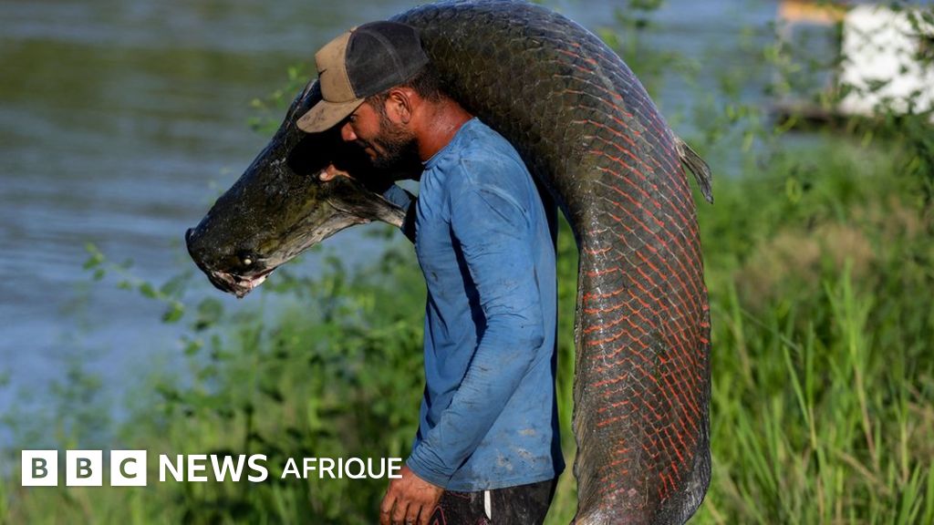 Le paiche : Le poisson invasif de 200 kilogrammes qui se nourrit de ...