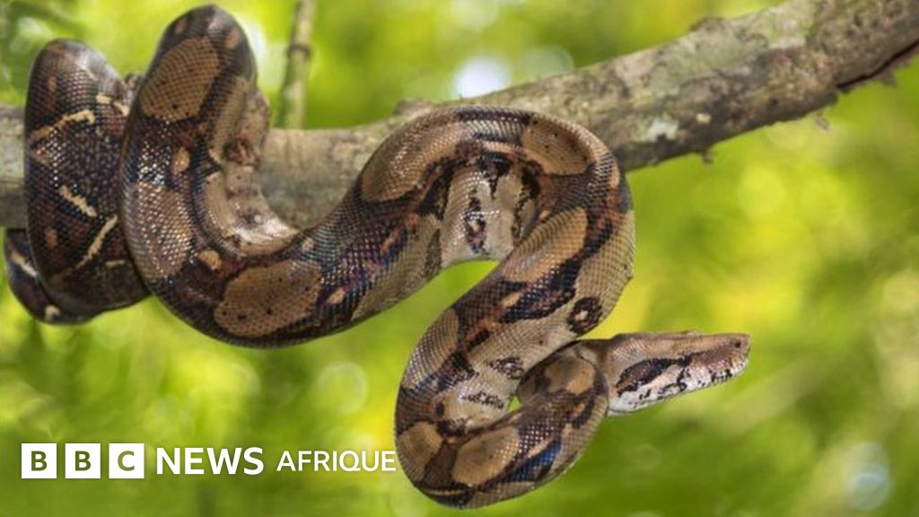 Angleterre : un python anorexique avale 800 livres Sterling - BBC News ...