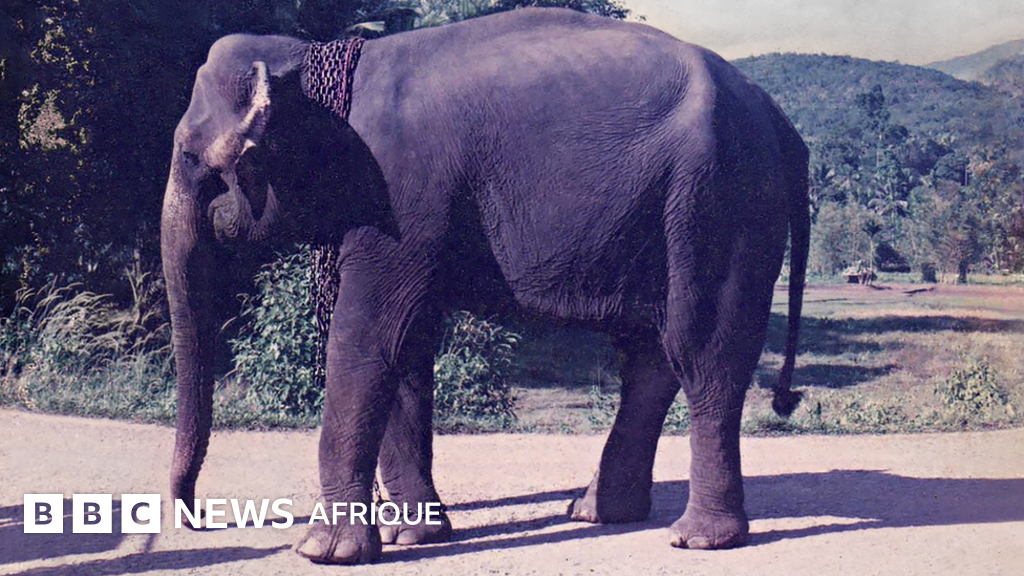 Eléphant : une relation particulière entre le troupeau avec lequel j'ai grandi et moi - BBC News ...