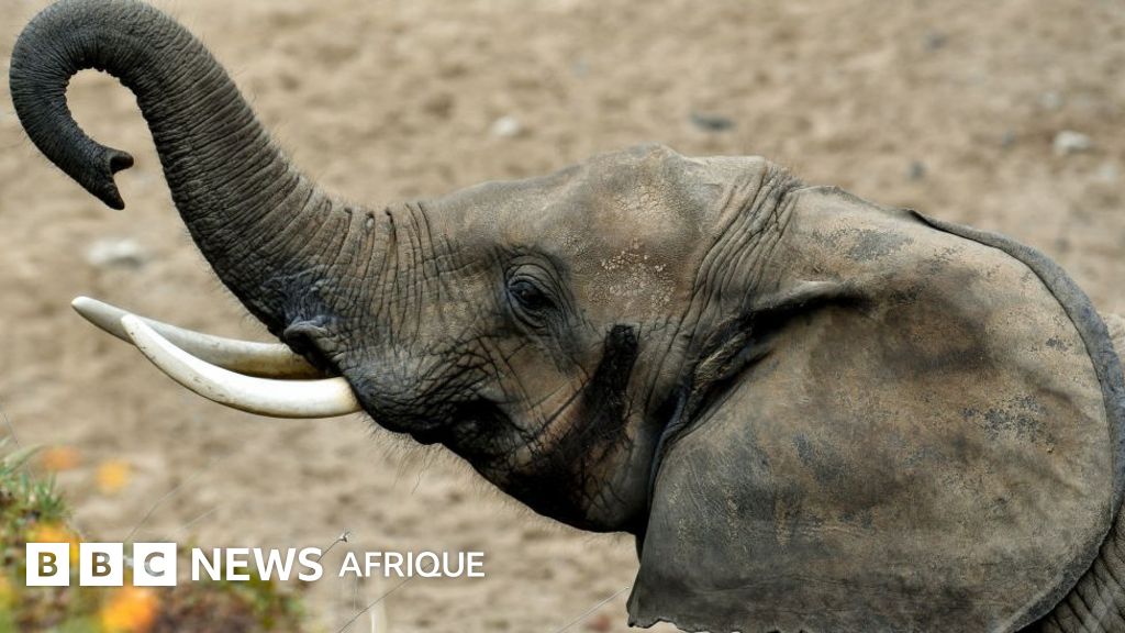 Des défenses d'éléphants saisies au Tchad - BBC News Afrique
