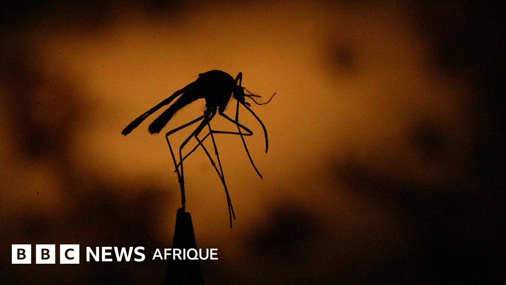 Journée mondiale contre le paludisme : Qu'est-ce que le paludisme et ...