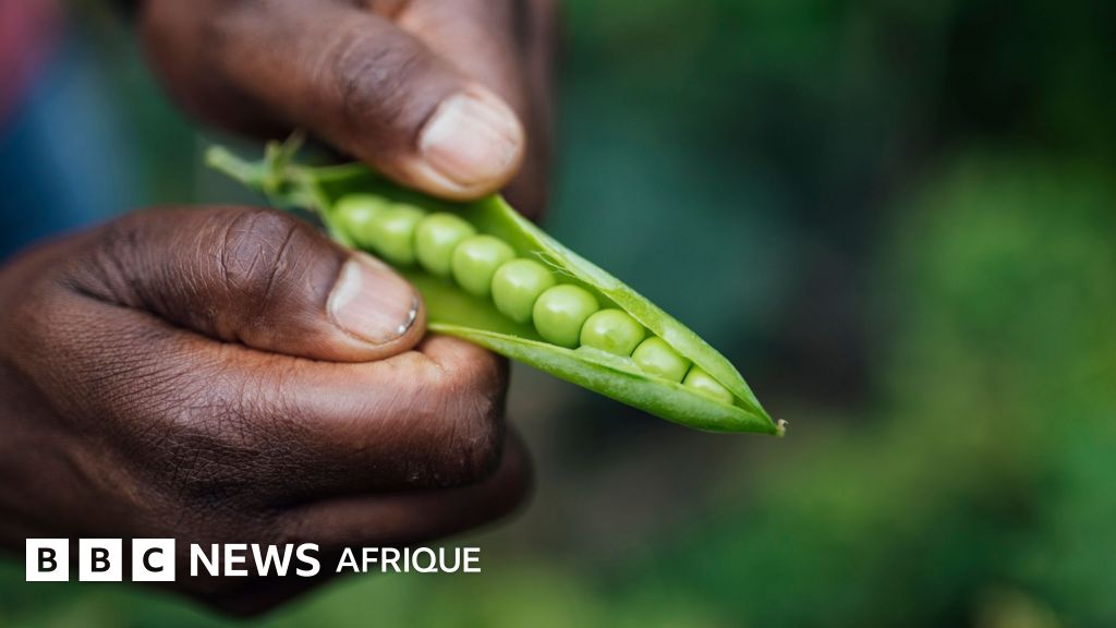 Petits pois : les cinq principaux bienfaits pour la santé - BBC News ...
