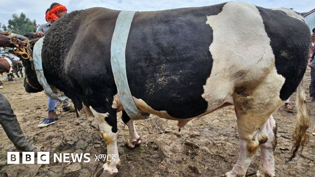 ጤፍ እና ስንዴ ተቀቅሎ የሚቀለበው የጅሩ ሠንጋ - BBC News አማርኛ