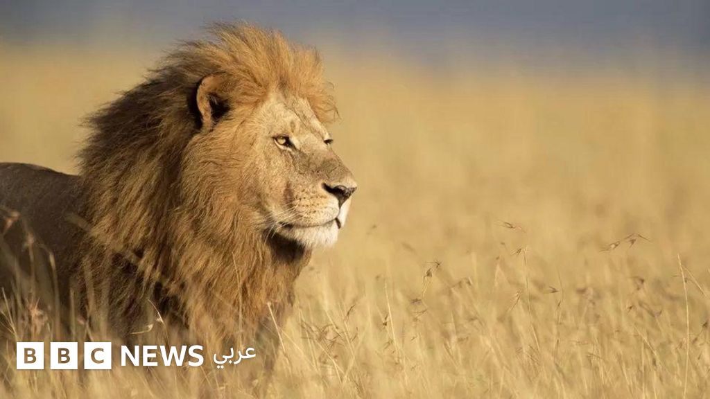 الحيوانات تخشي صوت الإنسان "أكثر من زئير الأسد" - دراسة - BBC News عربي