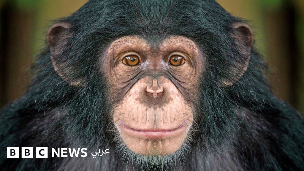 كيف تزيد مشاهدة الأفلام من الألفة بين قردة الشمبانزي؟ - BBC News Arabic