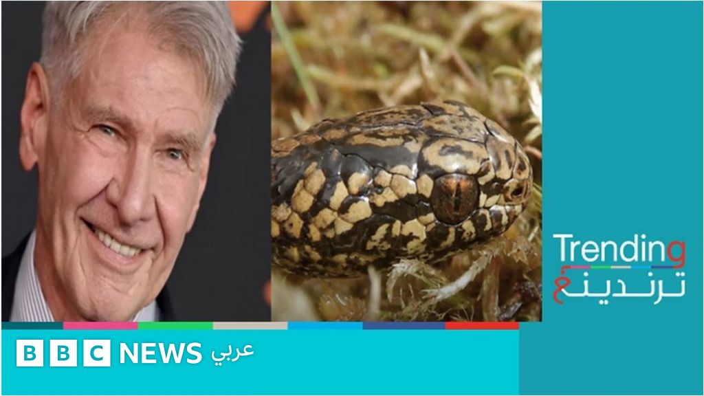 لماذا أُطلق اسم هاريسون فورد على ثعبان اكتُشف حديثا؟ - BBC News عربي