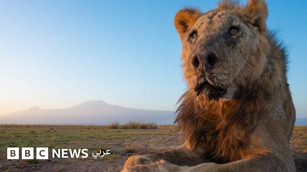 مقتل الأسد البري لونكيتو "أحد أكبر الأسود في العالم" في كينيا - BBC News عربي