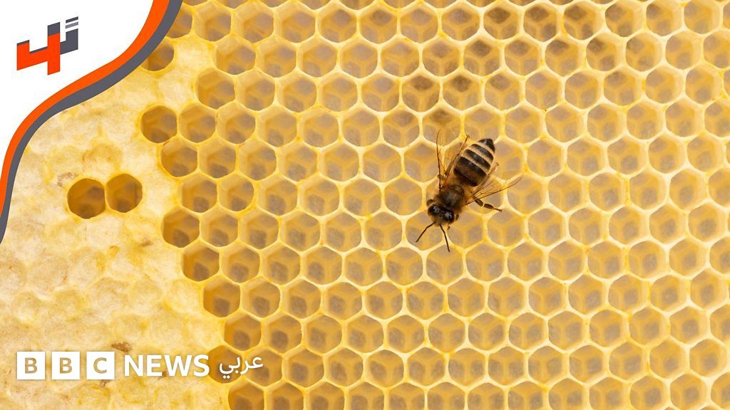 تقنية لمراقبة خلية النحل - BBC News عربي