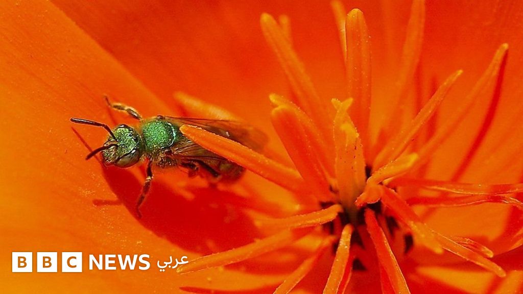 التقاط أربع نحلات حية من عين امرأة في تايوان - BBC News عربي