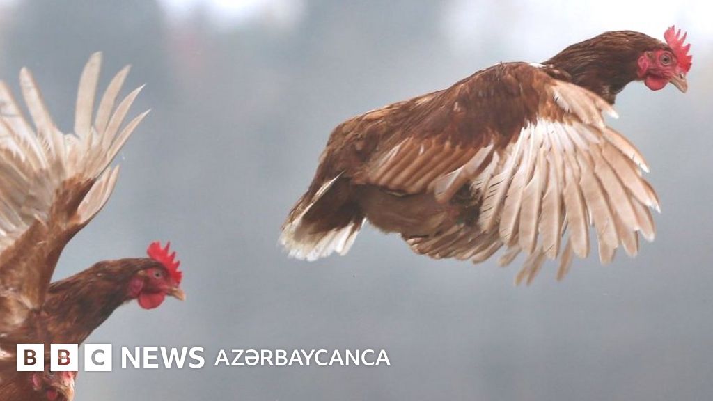 Toyuq dünyası: dünyanı fəth etmiş quş - BBC News Azərbaycanca