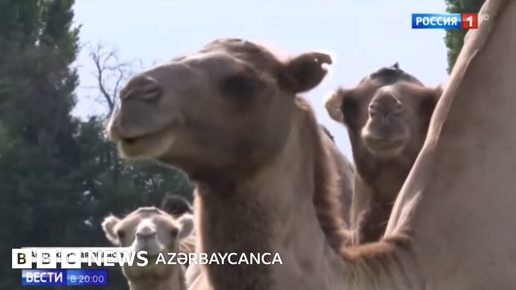 Dəvələrə görə aləm bir-birinə dəyib: "Gözlərinin içinə baxsan... heyvan ...
