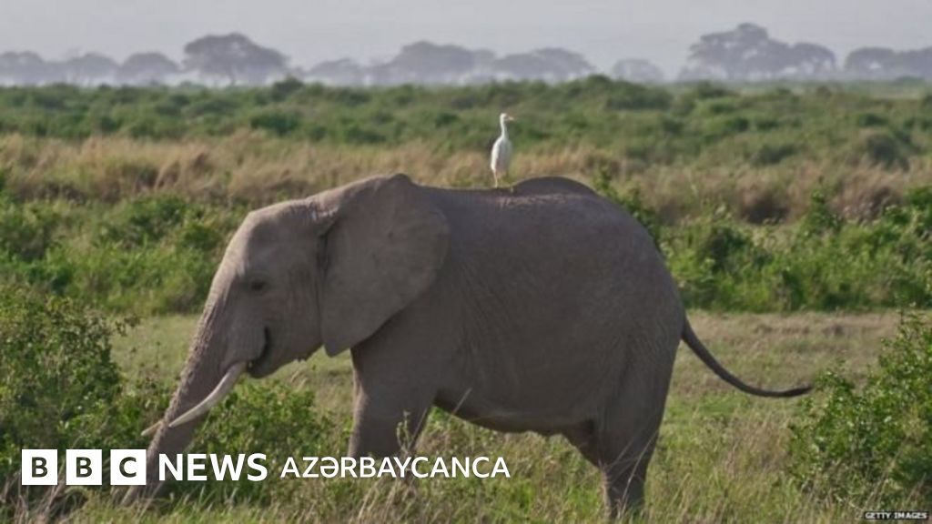 Ən böyük və ən kiçik heyvanların nəsilləri daha sürətlə tükənir - BBC ...