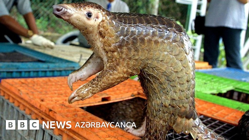 Koronavirus: onu ilk xəstəyə hansı heyvan yoluxdurub? - BBC News ...