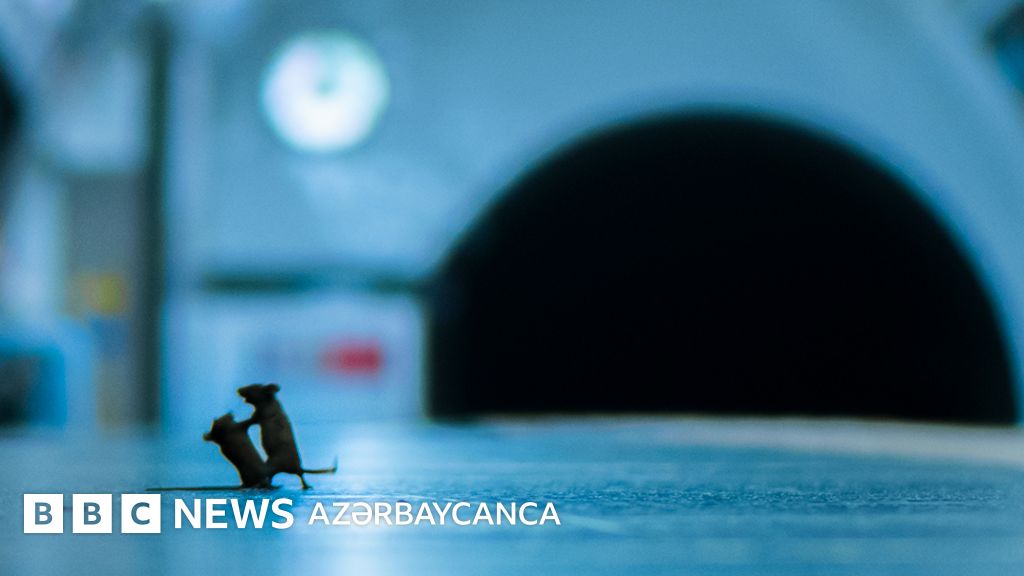 London metrosunda "siçanların davası" - qalib foto - BBC News Azərbaycanca