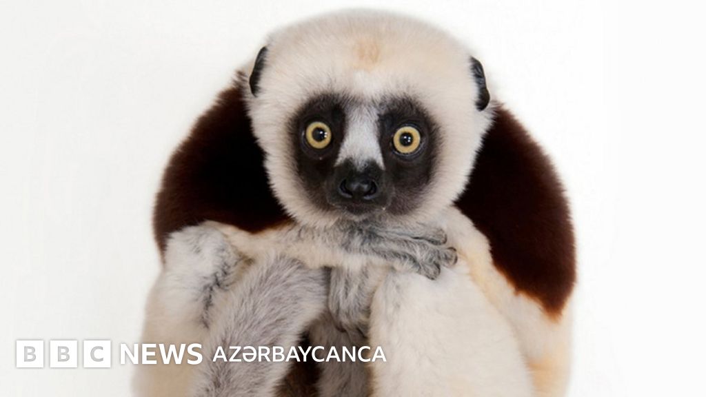 Joel Sartore: Nəsli kəsilməkdə olan heyvan növlərinin studiyada ...