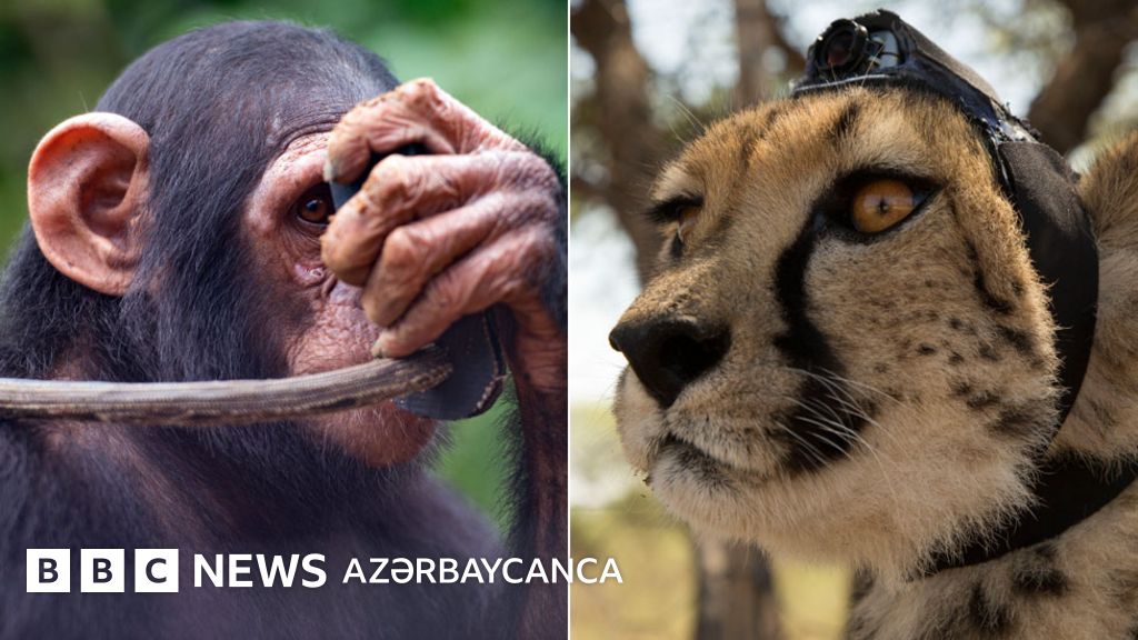 Heyvanat aləminin gizlinləri kameranın gözü ilə - BBC News Azərbaycanca