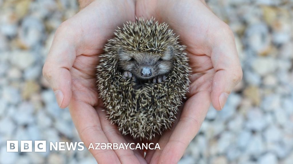 Bunlar dünyanın ən yumru heyvanlarıdırmı? - BBC News Azərbaycanca